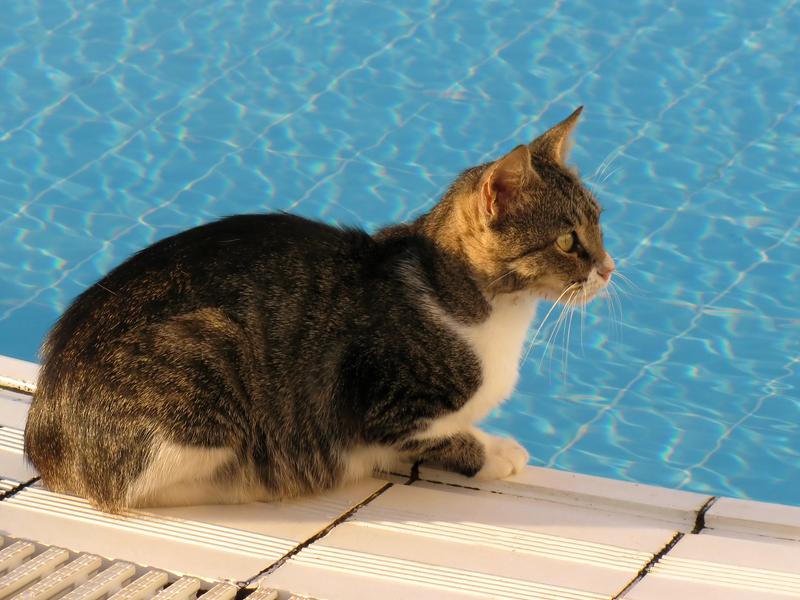 Können Katzen schwimmen, wenn es sein muss?