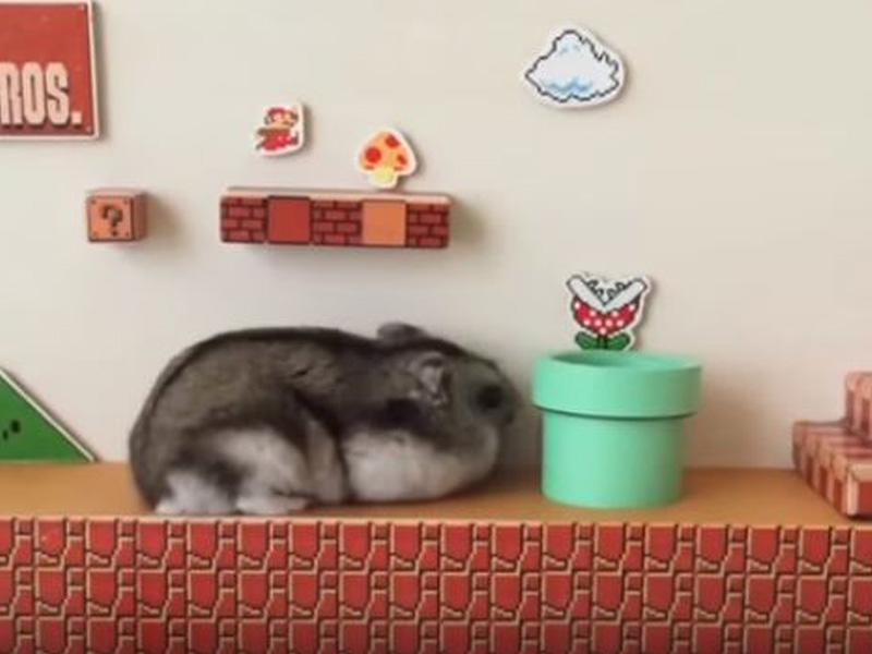 Wie süß! Hamster kämpft sich durch nachgebaute Super-Mario-Landschaft
