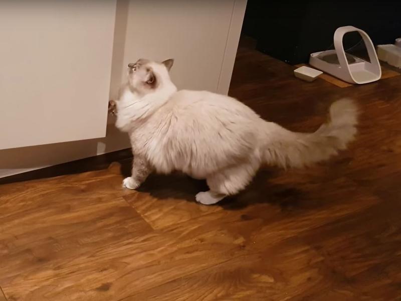 Diebisches Duo: Ragdolls Timo und Toby plündern Vorratsschrank