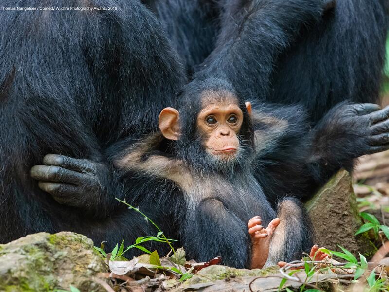 Comedy Wildlife Photography Awards: Die lustigsten Tierbilder